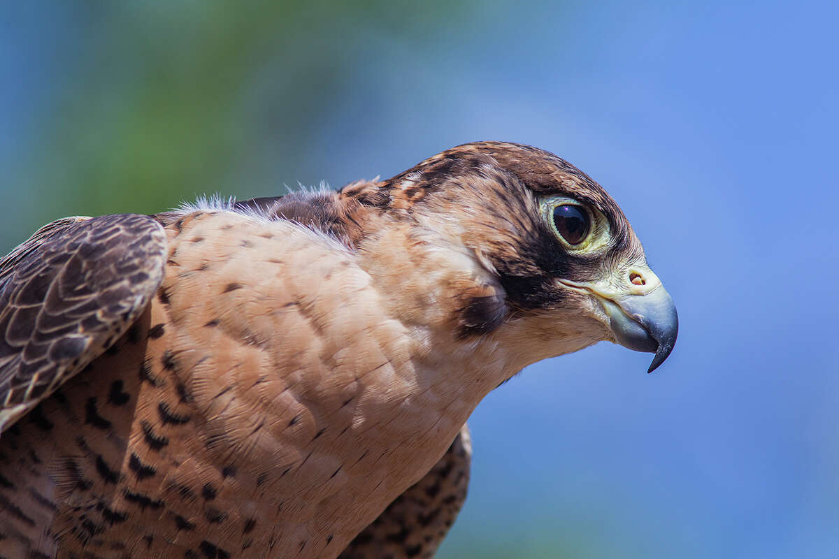 Texas coast is great place to see migrating peregrine falcons