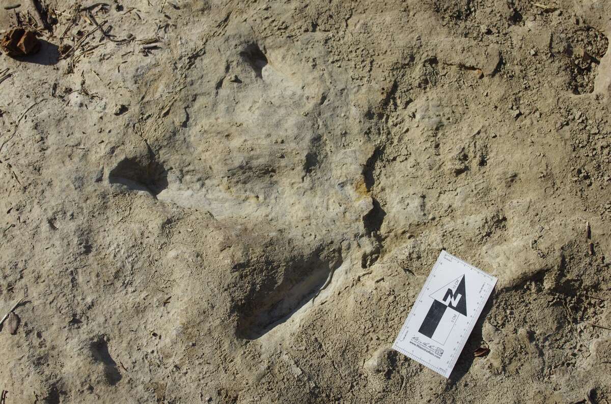 Grapevine Lake's receding high water reveals fossilized dinosaur tracks
