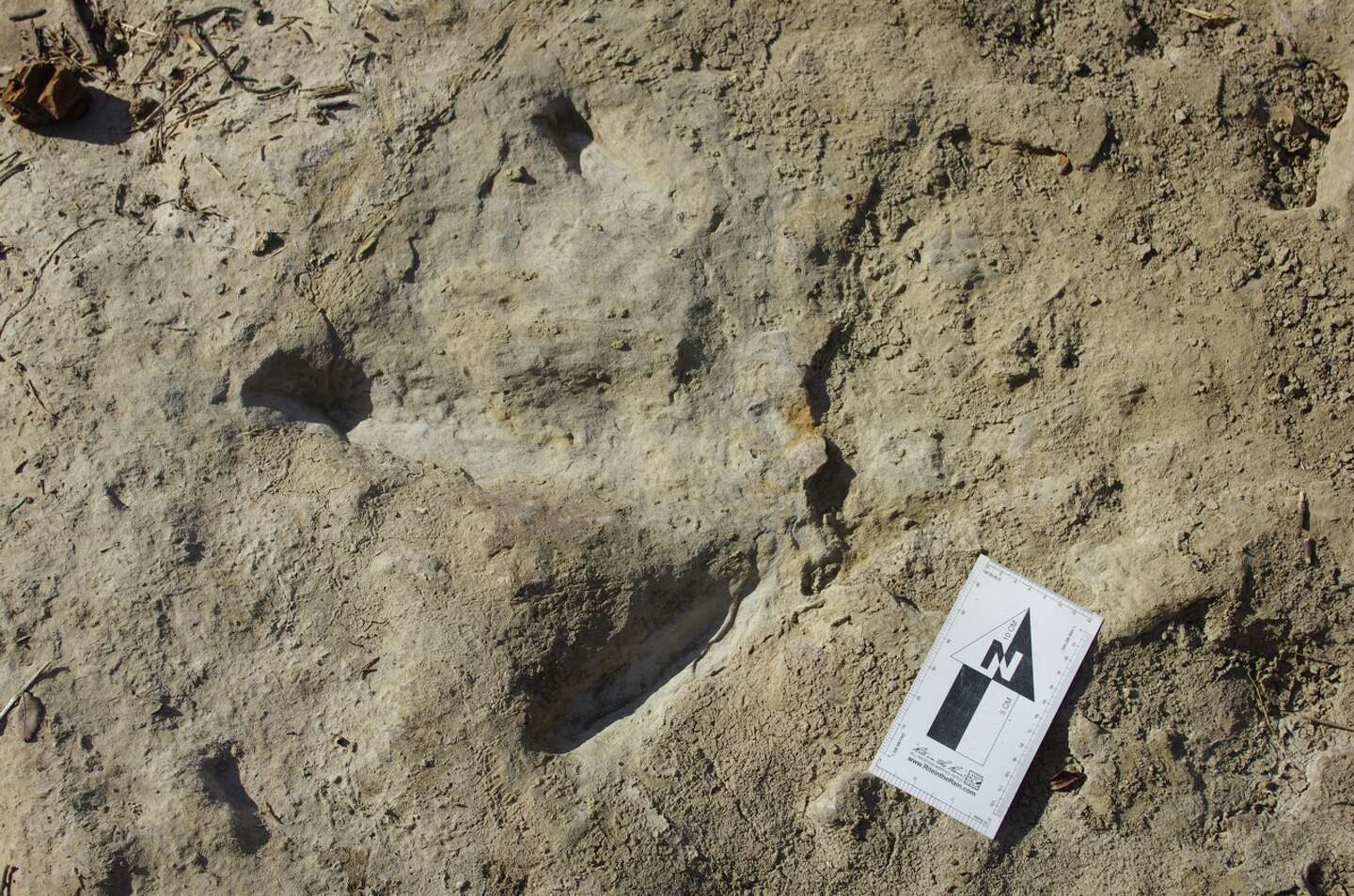 This is how T. rex really looked, according to one Bay Area artist