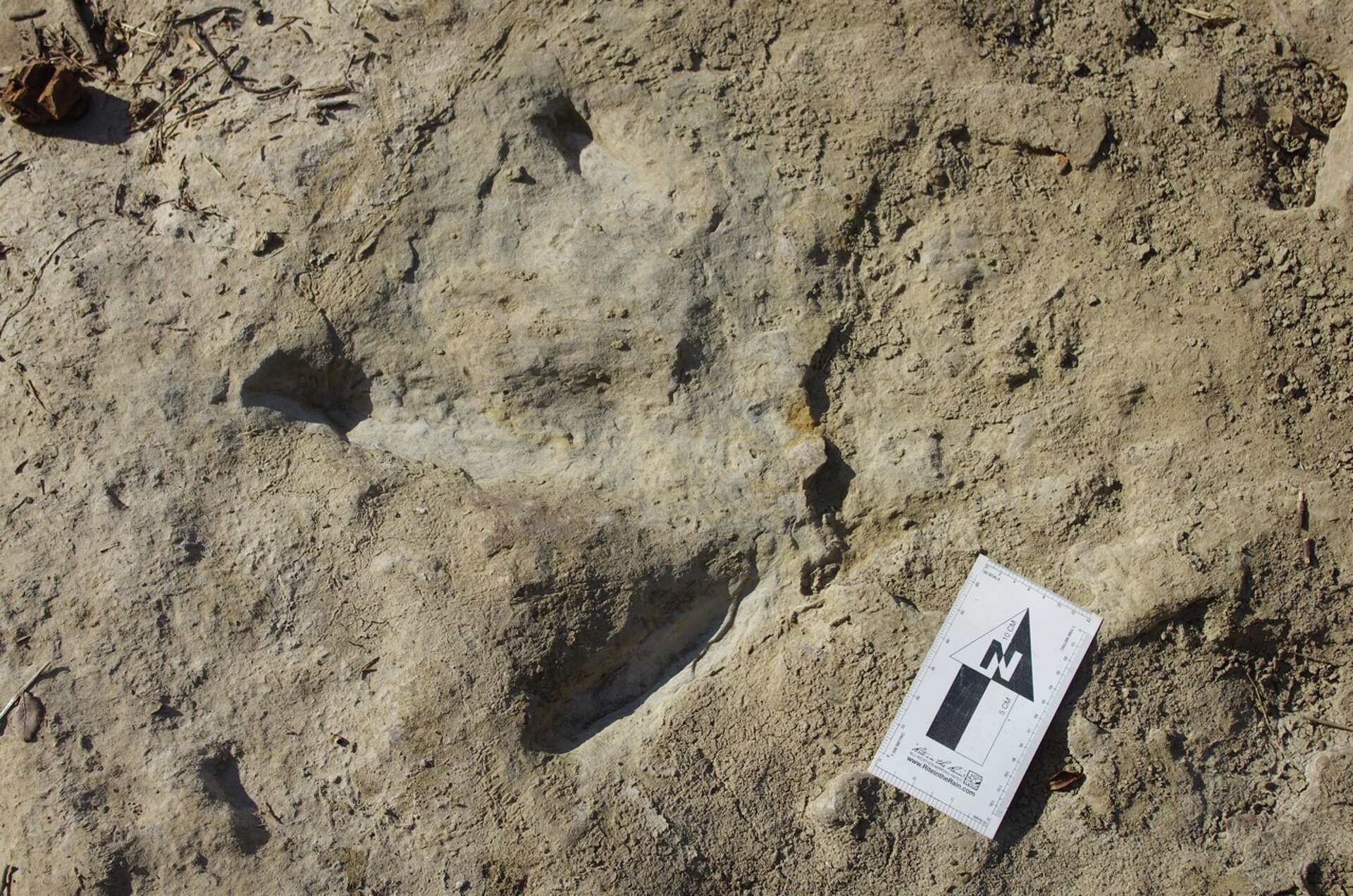 Grapevine Lake's receding high water reveals fossilized dinosaur tracks