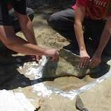 Largest-ever 'sea dragon' fossil sat undiscovered in museum for 20 ...