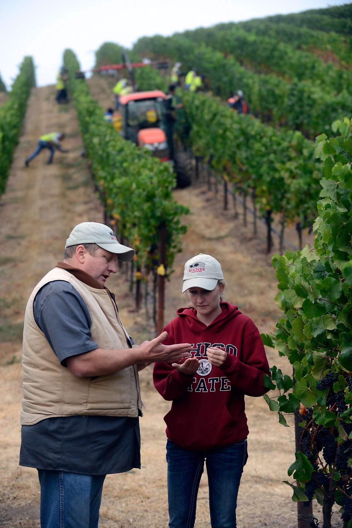Years of drought causing early harvest in Wine Country