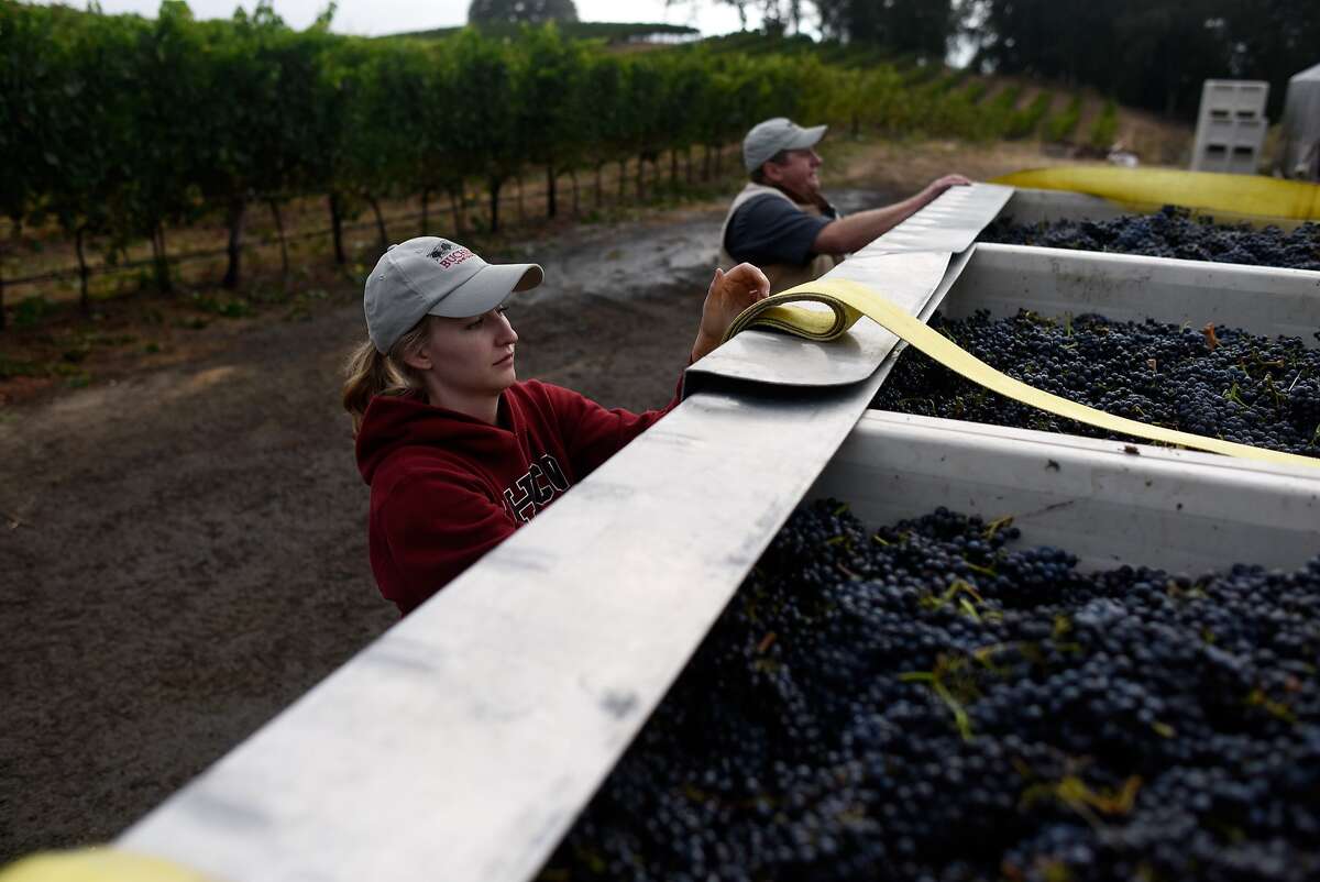 Years of drought causing early harvest in Wine Country