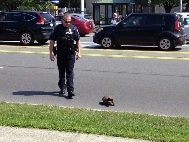 All in a day's work: Colonie cop escorts turtle