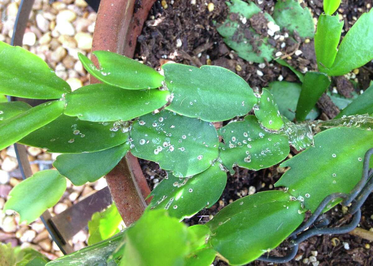 Scale insects attack Christmas cactus in summer