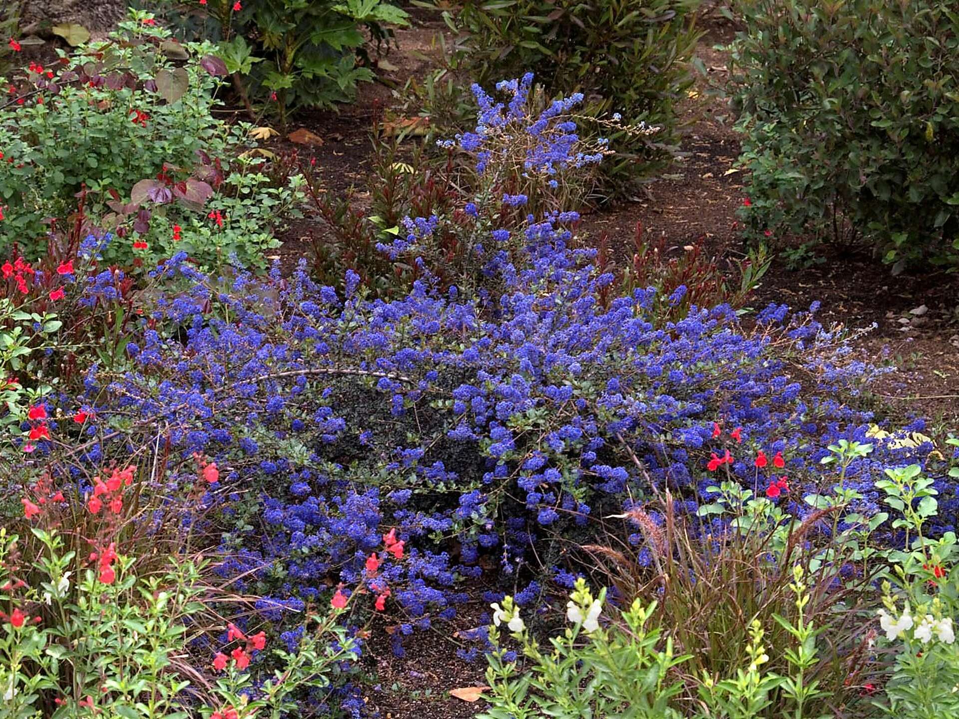 ceanothus shrub