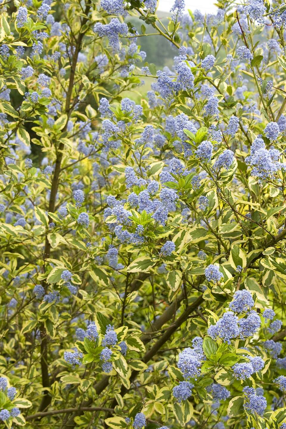 variegated ceanothus