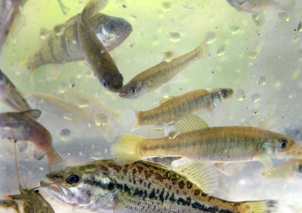 Photos: Great Hudson River estuary fish count