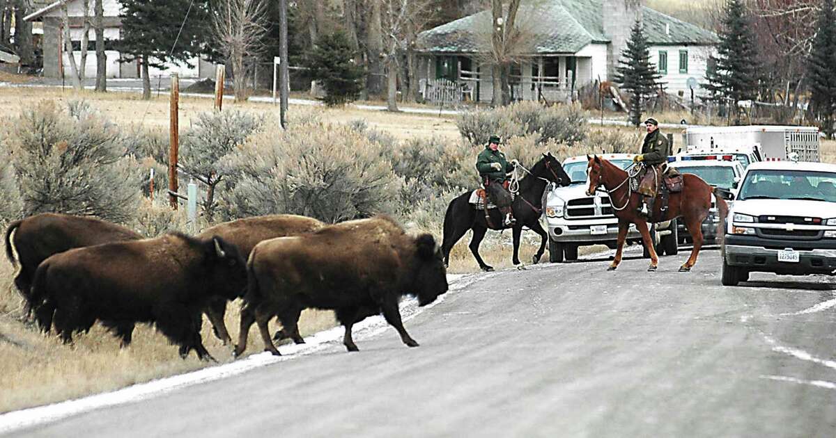 Man has the terrible idea to taunt a bison in Yellowstone National Park