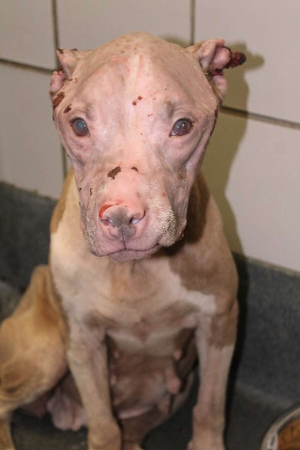 Donations pour in to save eyesight of dog burned with acid