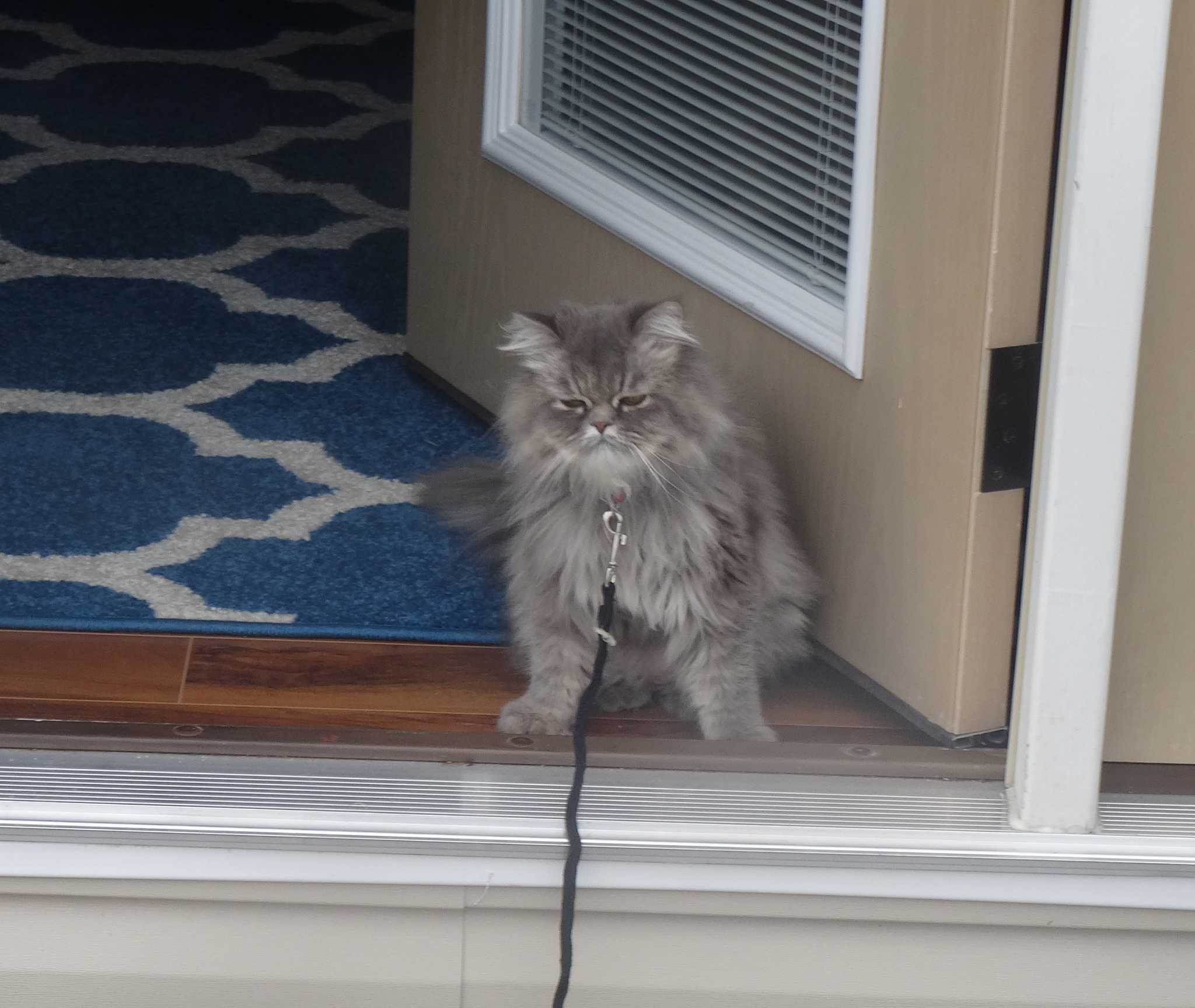 Vermont couple seeks missing cat last seen in Darien