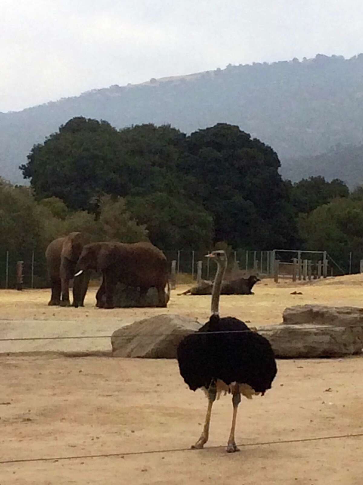 Monterey Zoo: A growing haven for retired showbiz animals