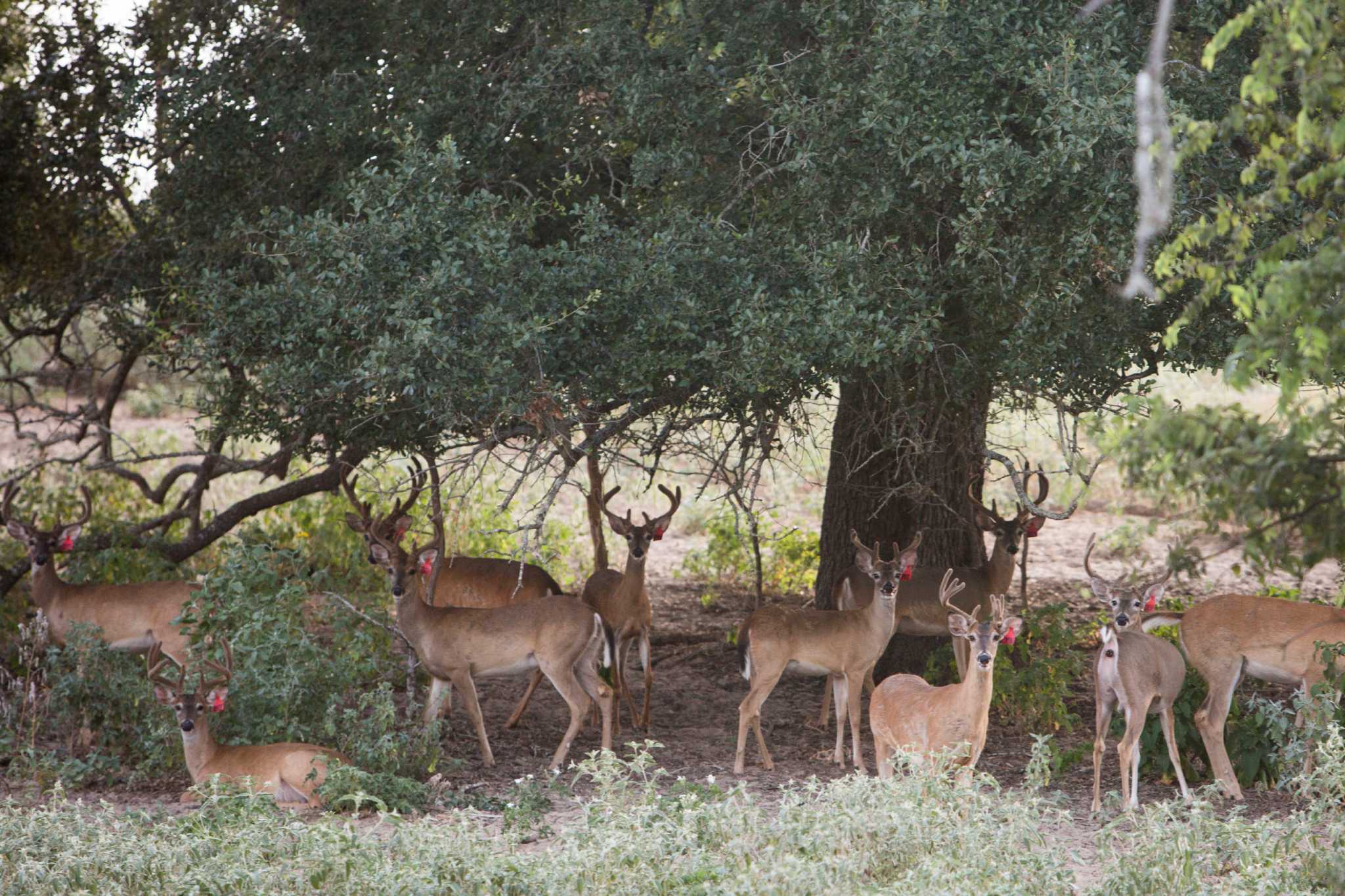 Disease response highlights Texas’ claim to own deer, even captive ones