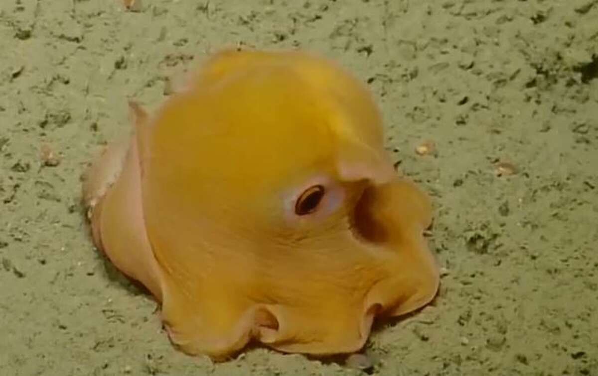 Video: What is a Whale Fall? Here's a whale graveyard found in SoCal