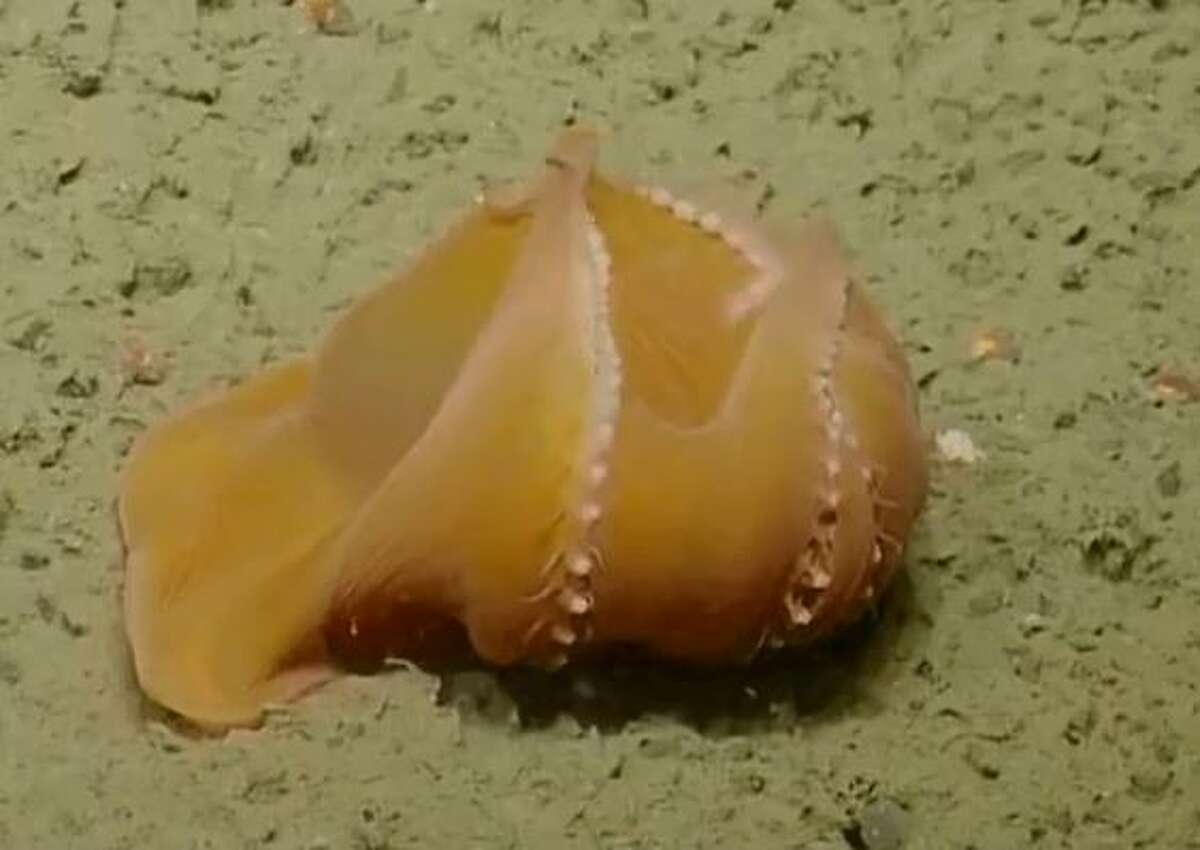 Adorable 'Dumbo octopus' that looks like Pokémon's Pikachu gets camera ...