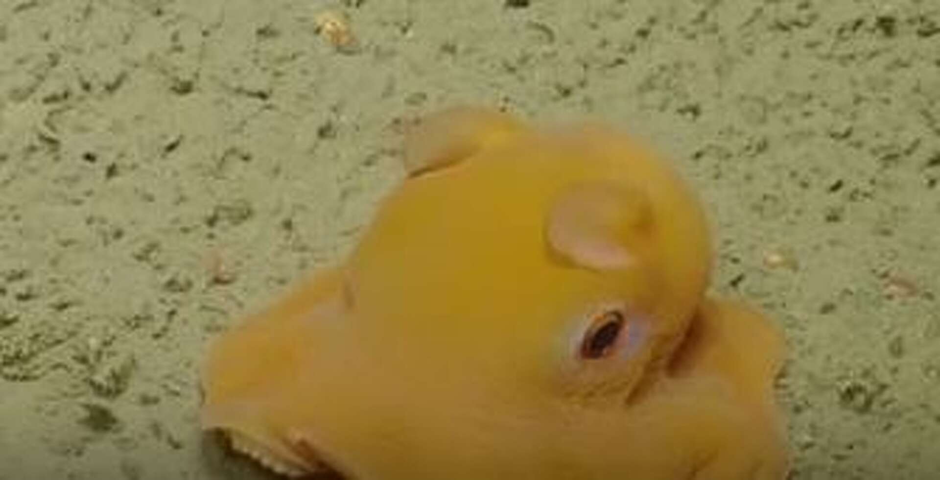 Adorable 'Dumbo octopus' that looks like Pokémon's Pikachu gets camera ...