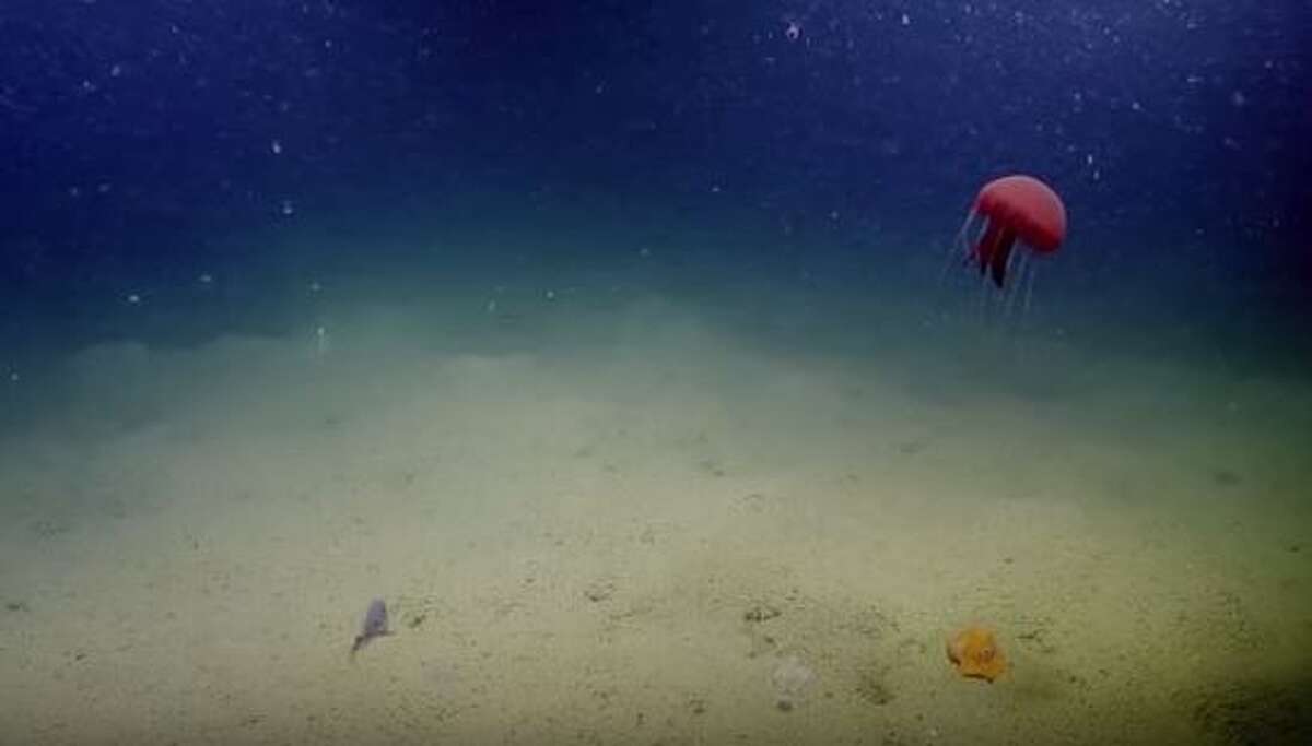 Adorable 'Dumbo octopus' that looks like Pokémon's Pikachu gets camera ...