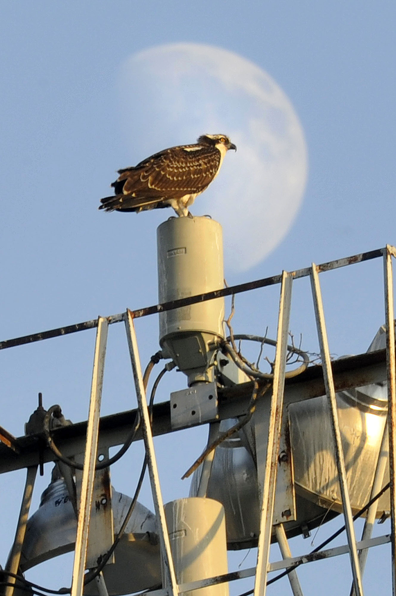 Osprey above Cubeta Stadium