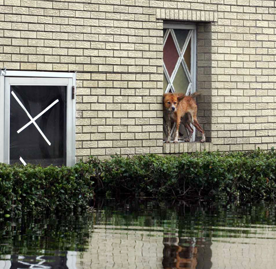 Animal rescue after Hurricane Katrina, compiled 2015
