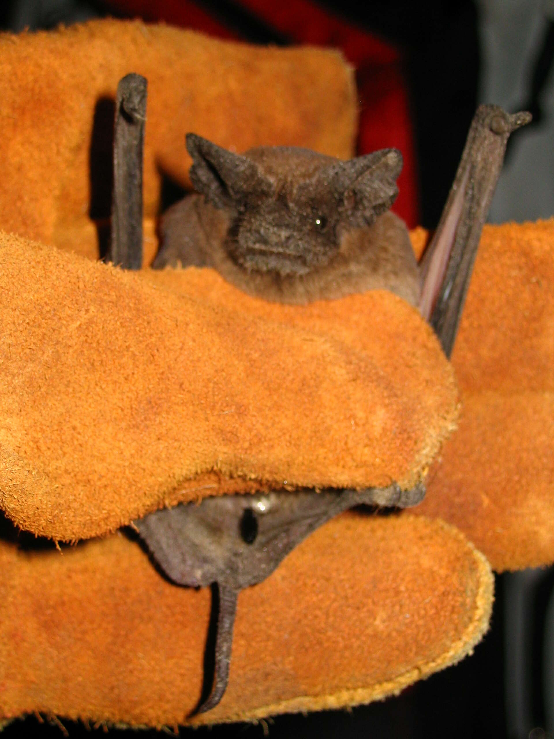 Why nearly 100 bats are hanging along a Houston office building