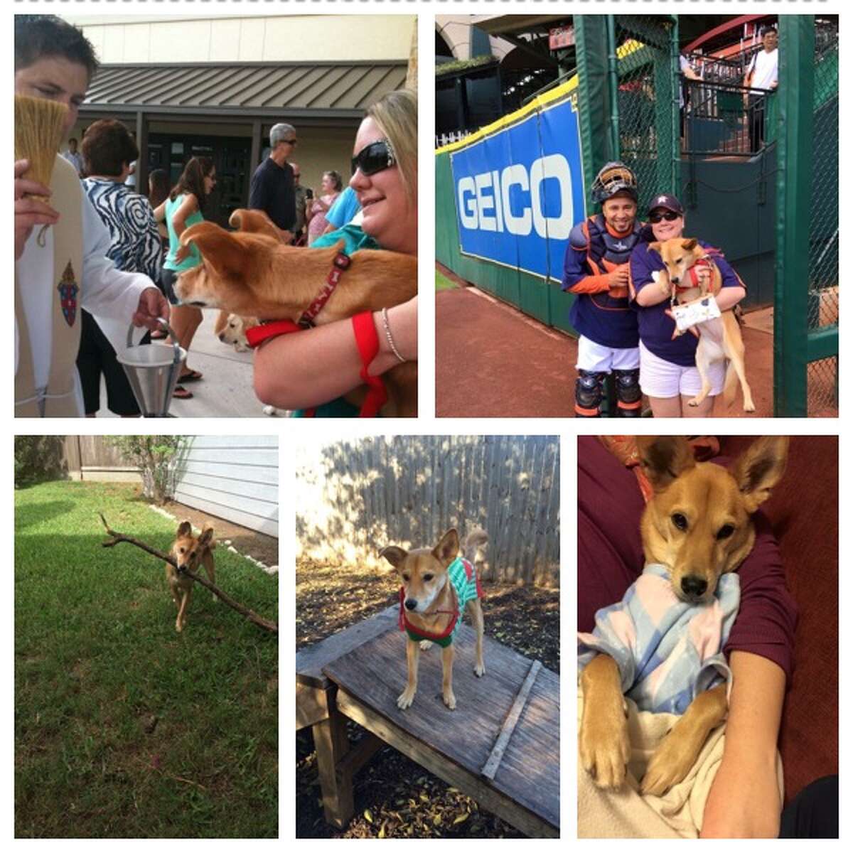 Houston SPCA shares cutest/saddest looking dog photo ever