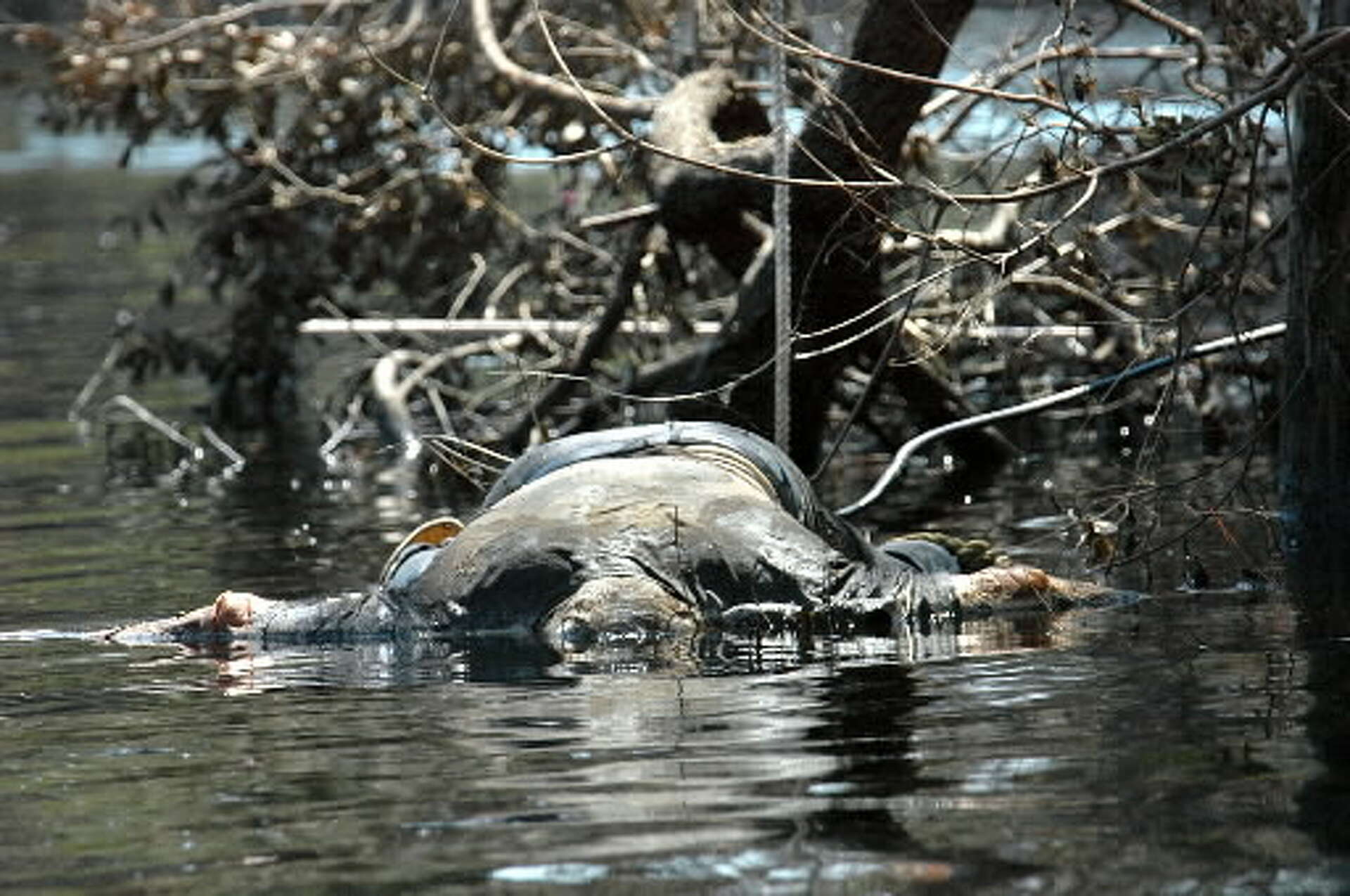 Hurricane Katrina Dead Body This Hurricane Katrina Survivor Depicted