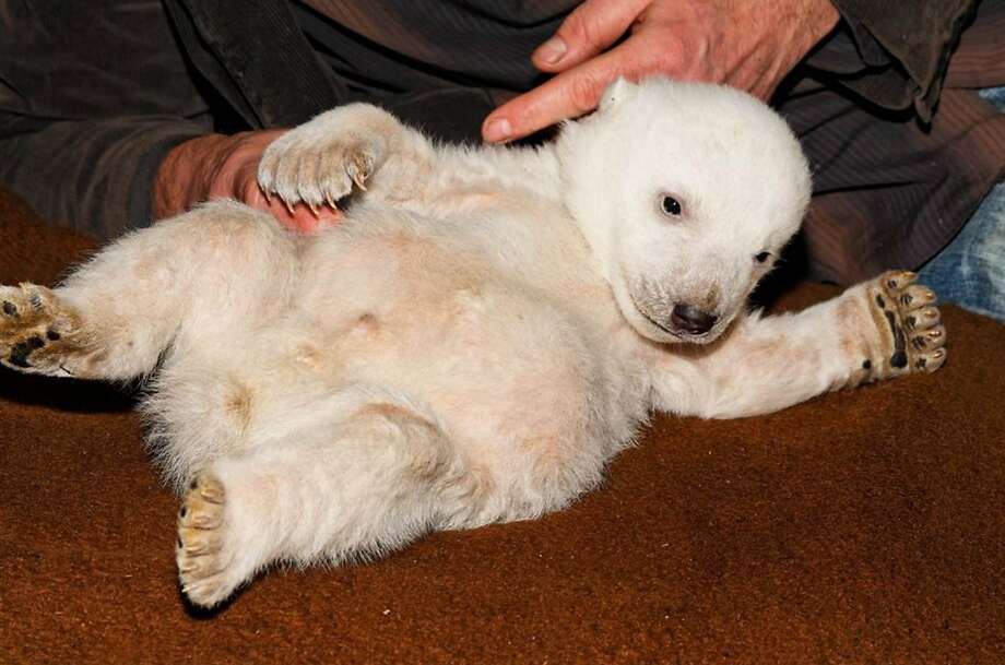Knut the Polar Bear - SFGate