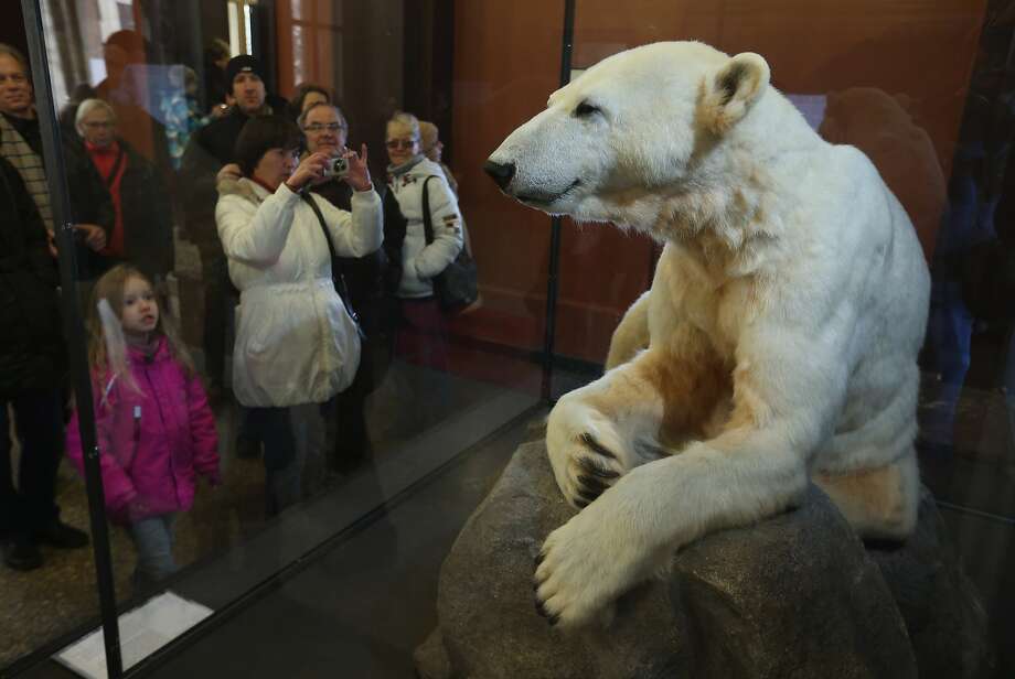 Knut the Polar Bear - SFGate