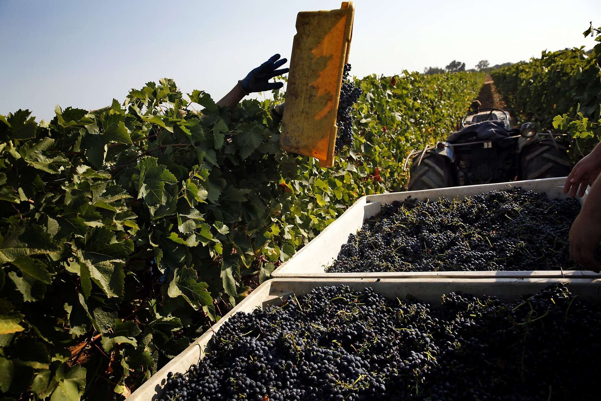 New grapes from Old World draw growers, consumers