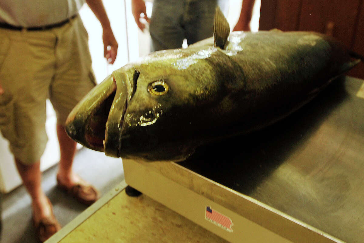 This weekend, catch the biggest bluefish, win $25,000