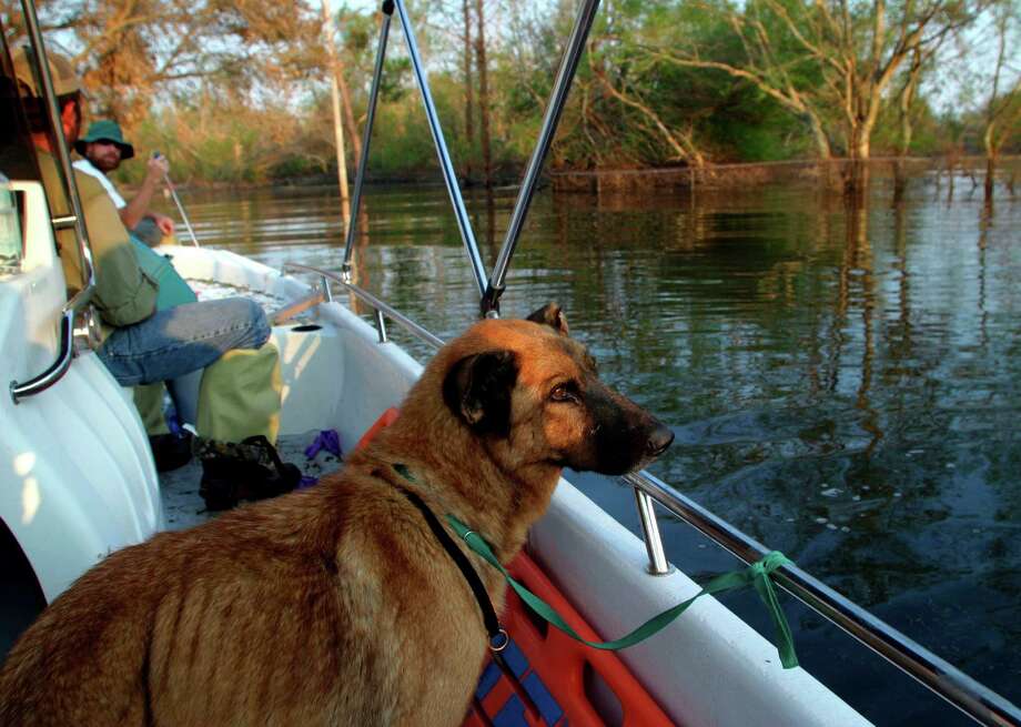 Animal rescue after Hurricane Katrina, compiled 2015 - Houston Chronicle