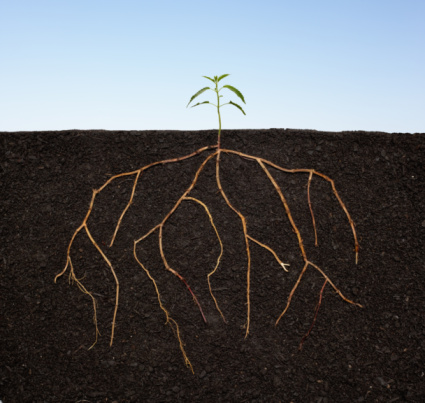Glowing roots illuminate secrets of plant life