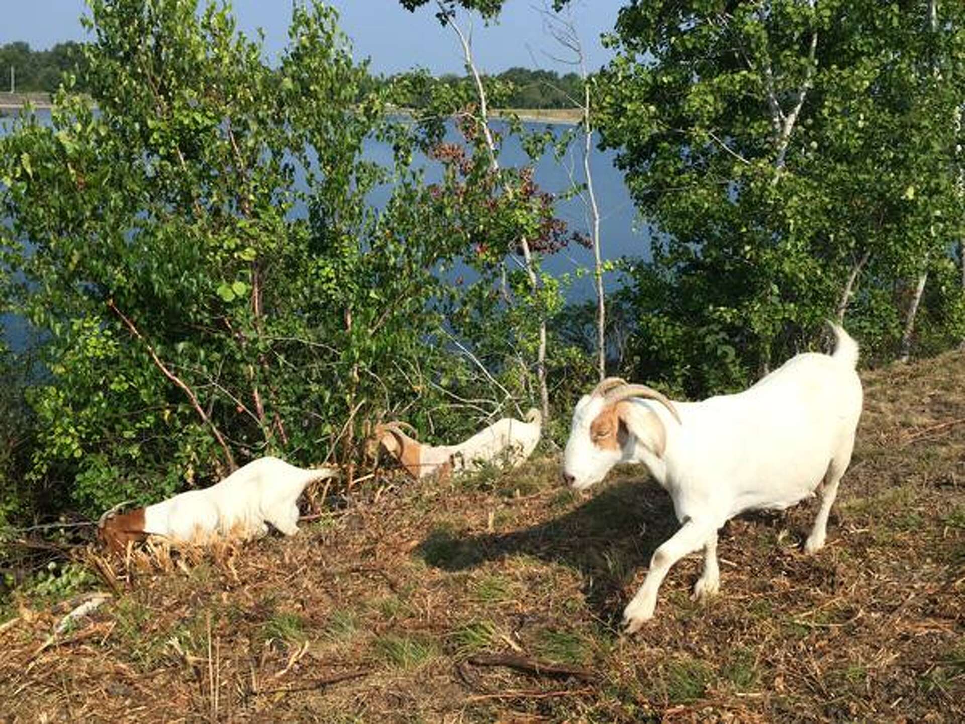 50 goats overwhelm rescue farm