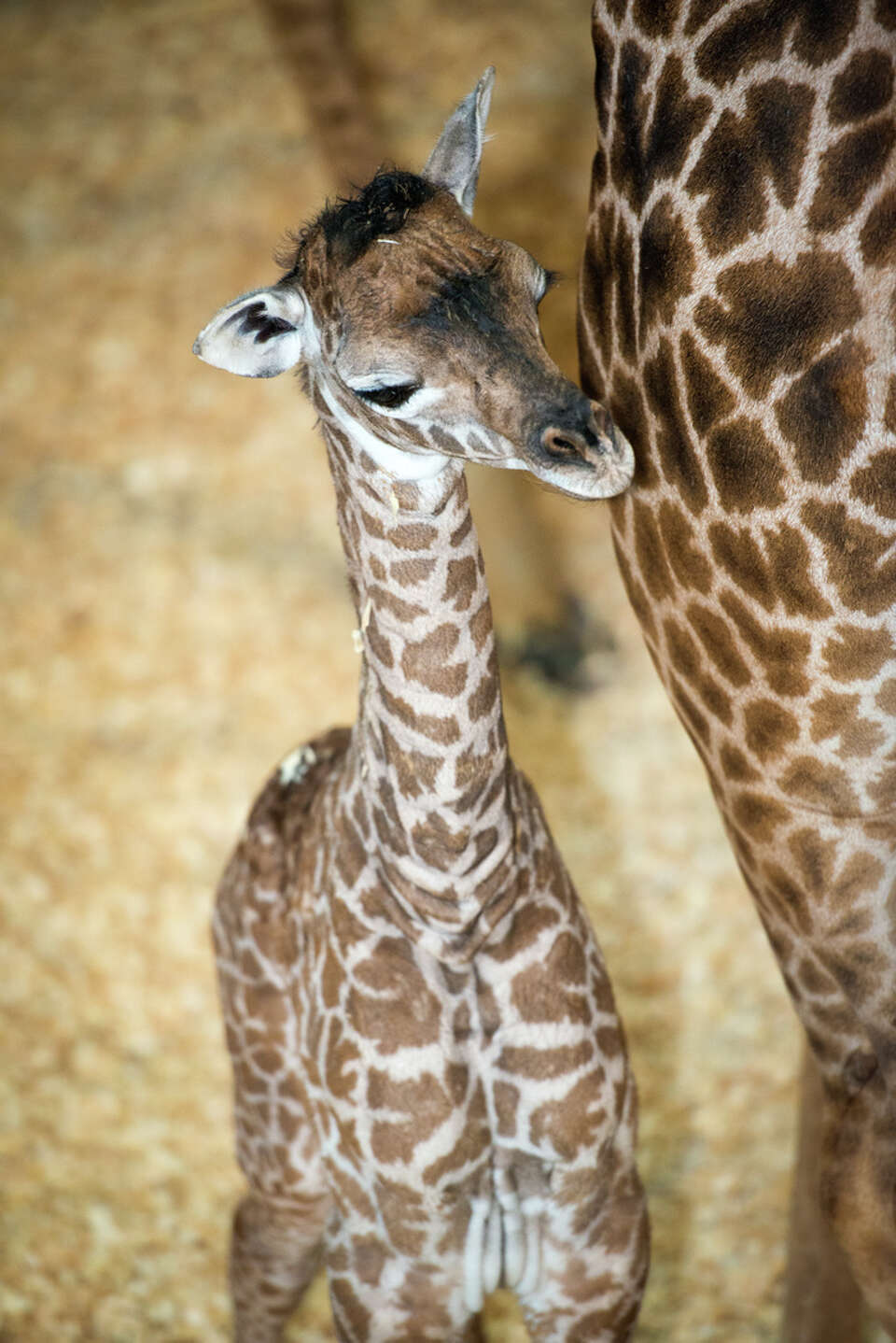 Baby giraffe born at the Houston Zoo