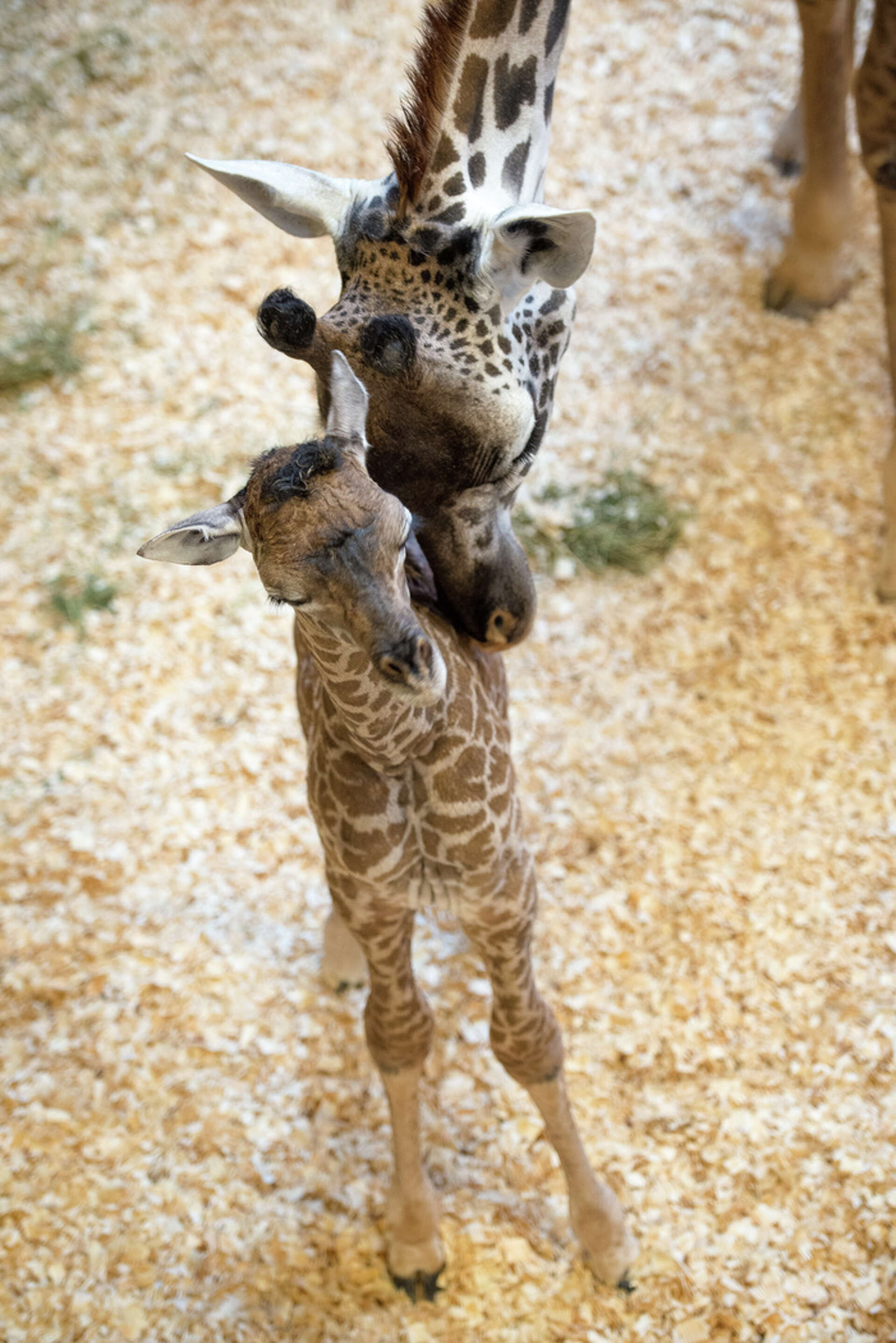 Baby giraffe born at the Houston Zoo