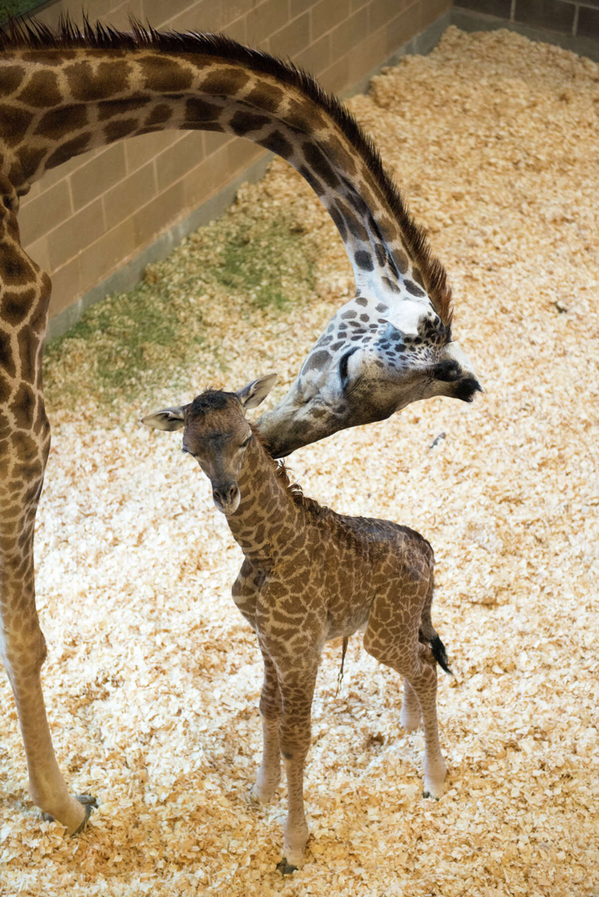 Baby giraffe born at the Houston Zoo