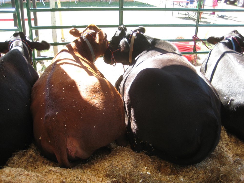 New tick poses threat to Connecticut livestock