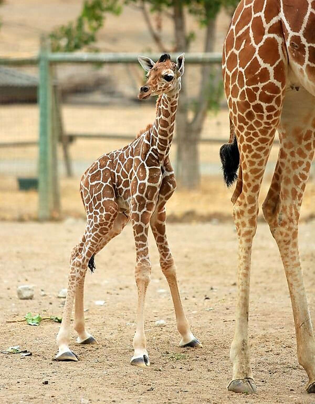Baby giraffe dies at Safari West