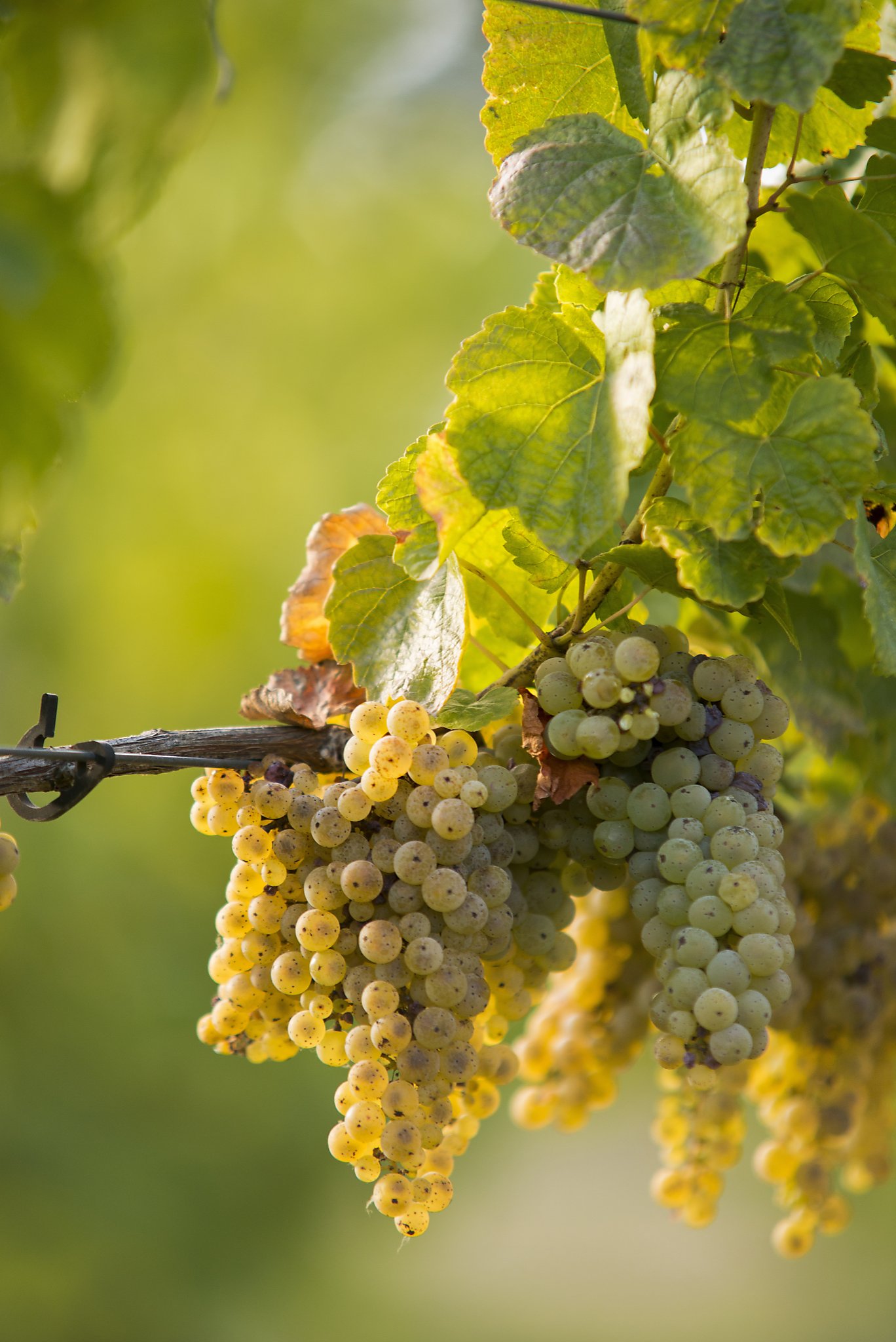 New grapes from Old World draw growers, consumers