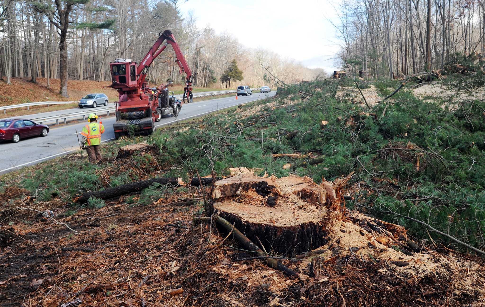 Trees being removed from parkway