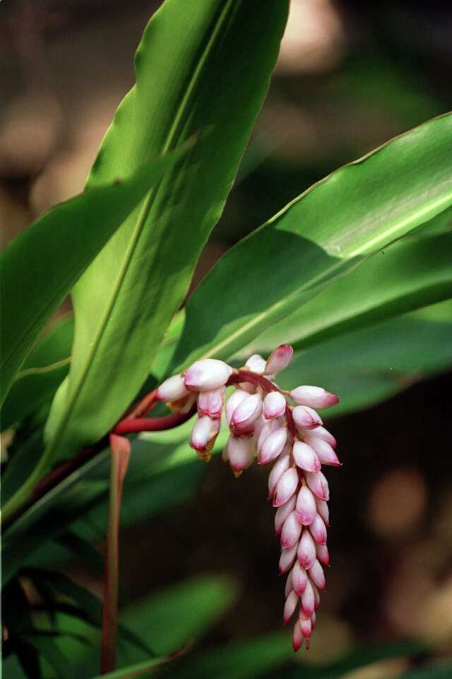 Culinary gingers are easy to grow, harvest