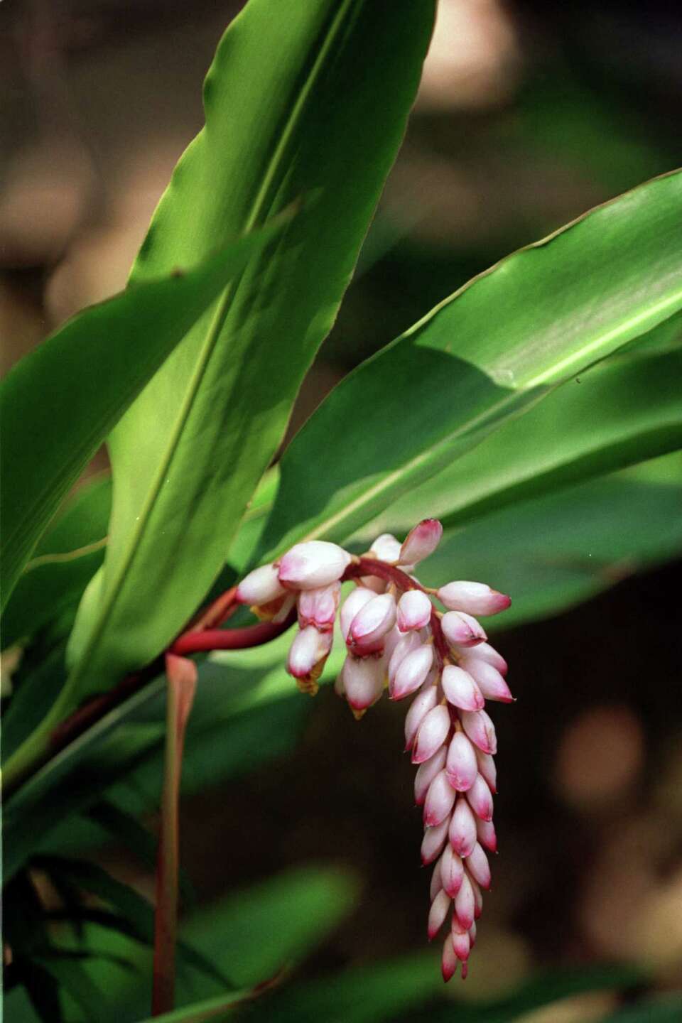 Culinary gingers are easy to grow, harvest