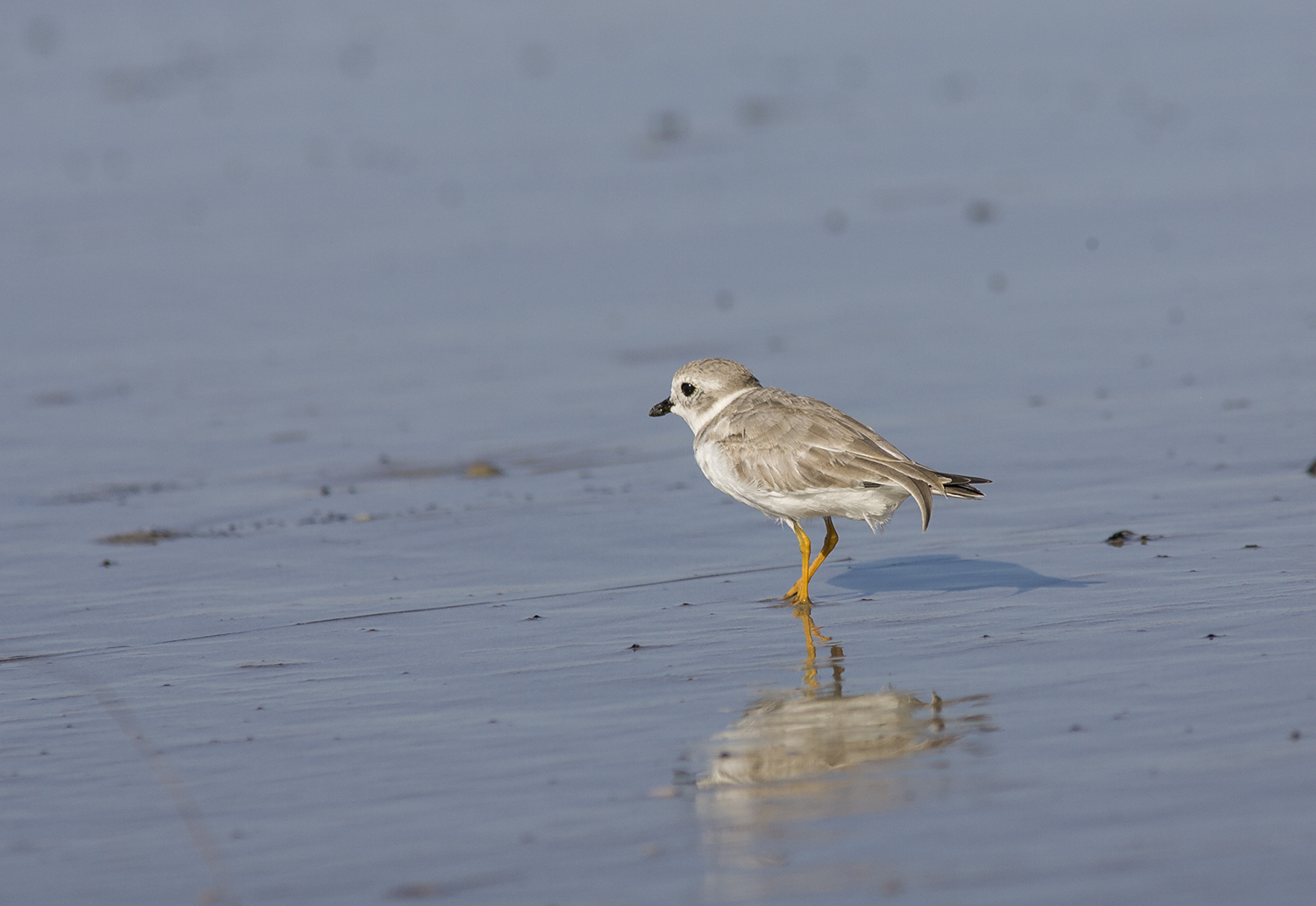 Shorebirds dine and dance at the water's edge