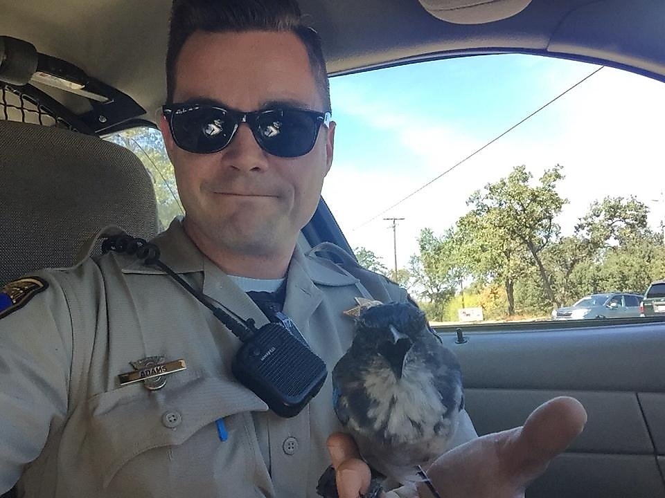 Santa Rosa CHP officer spares bird from becoming roadkill, takes selfie