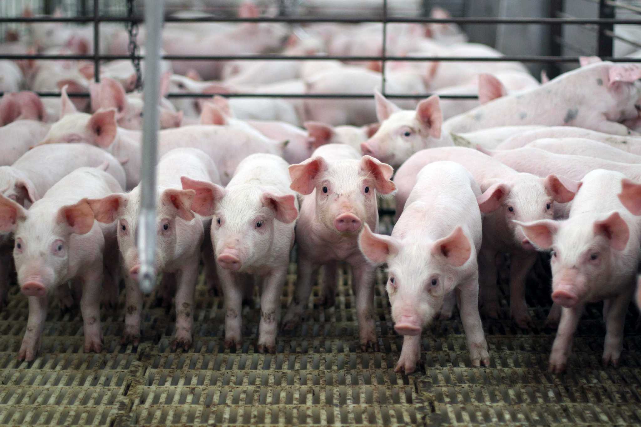 New label identifies pork without growth drug