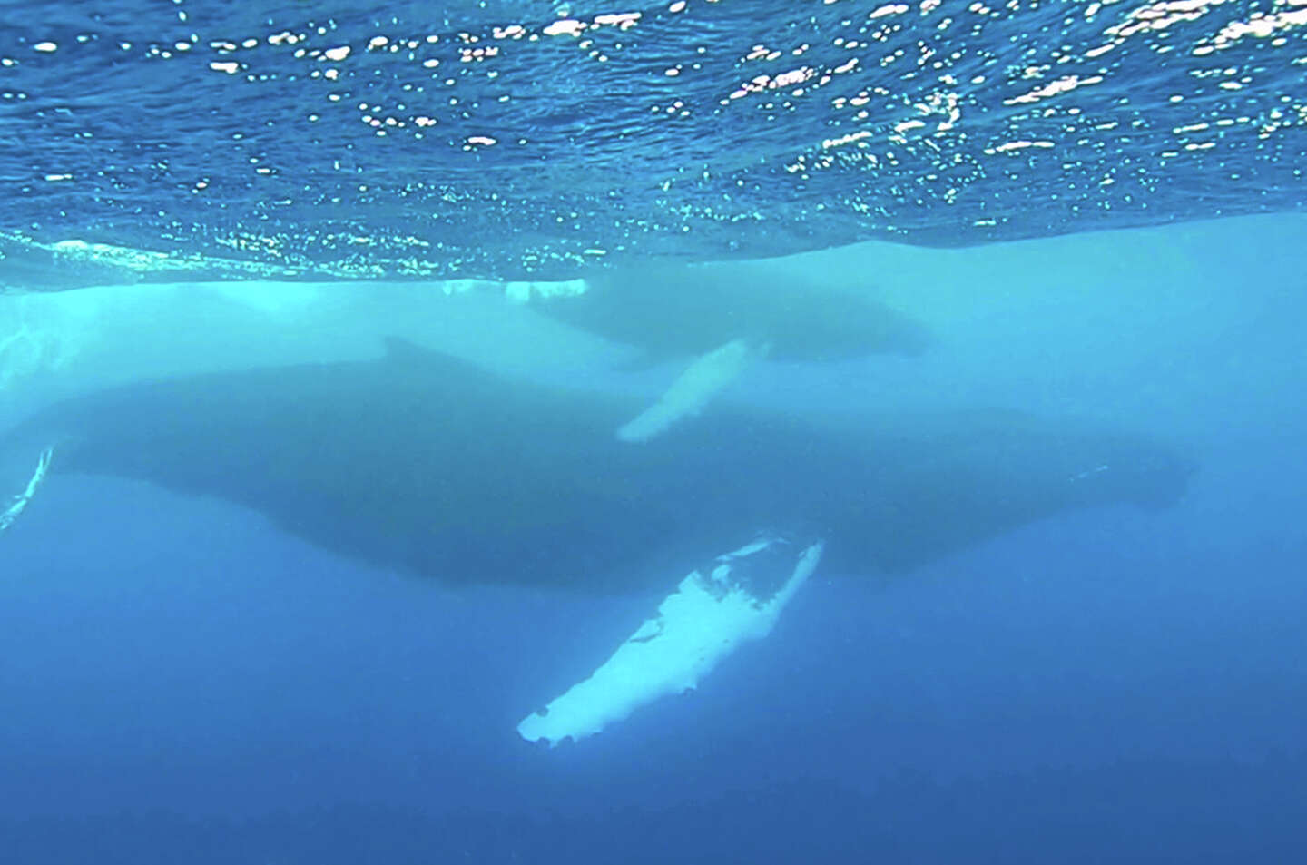 Berkeley woman's brush with death leads to global ocean exploration