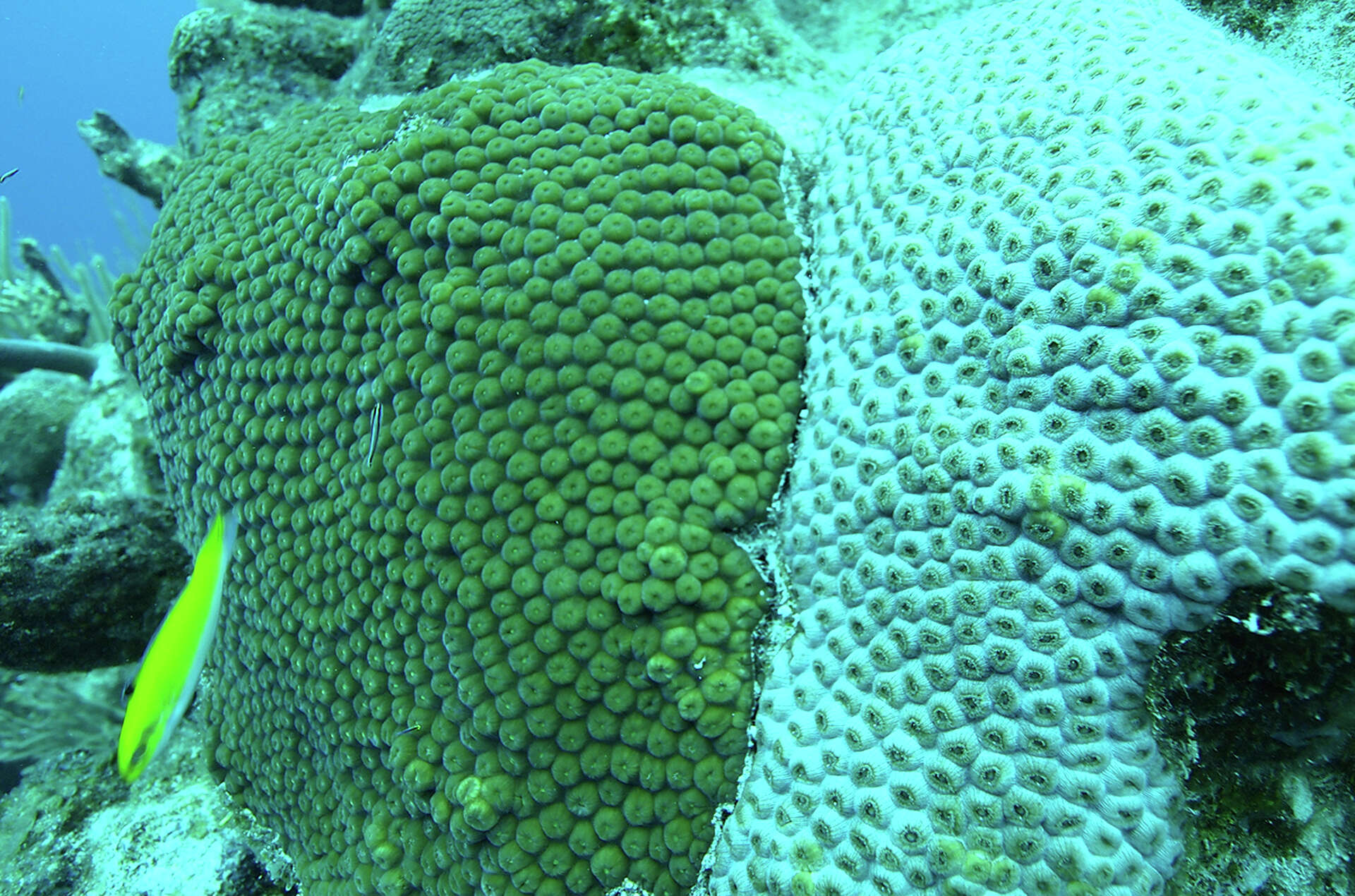 Berkeley woman's brush with death leads to global ocean exploration