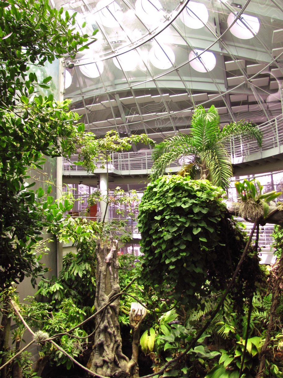 California Academy of Sciences: your local rain forest