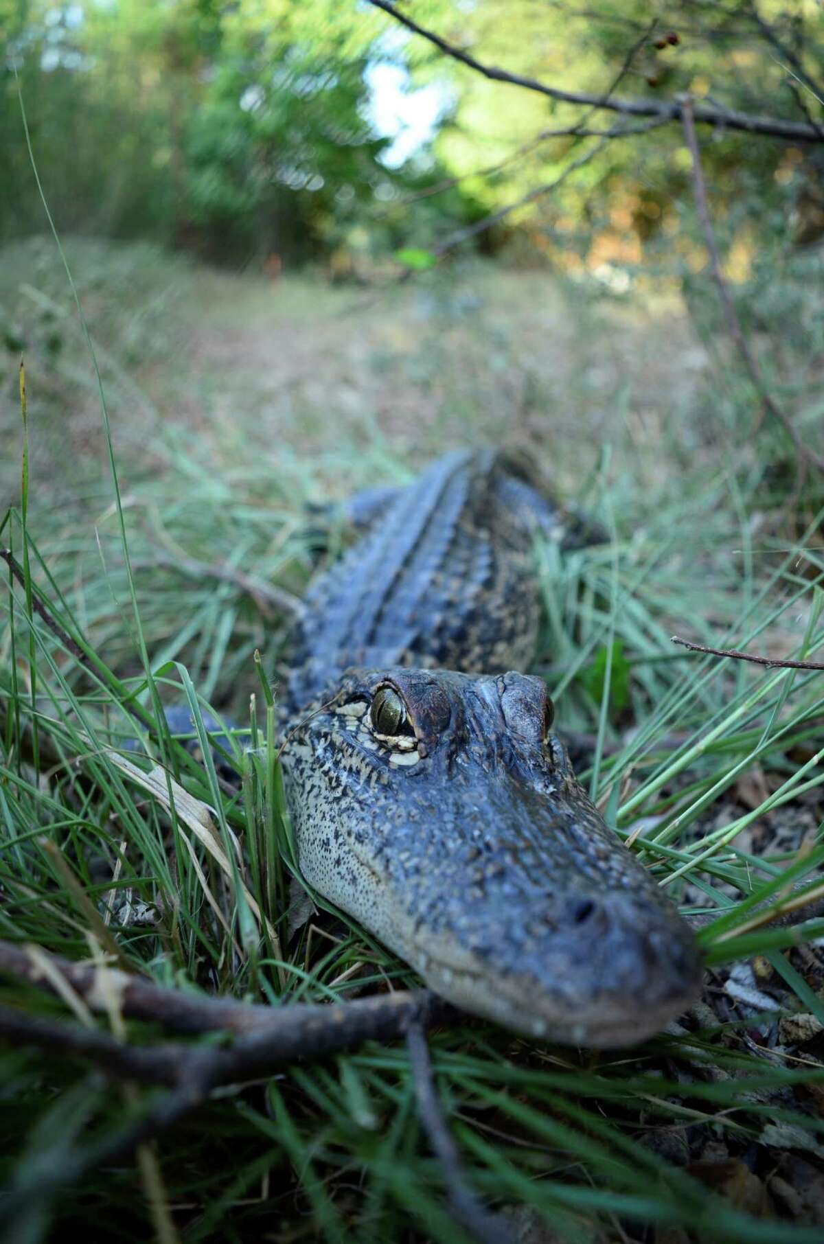 Gator found swimming in river near Spring Branch finds new home at ...