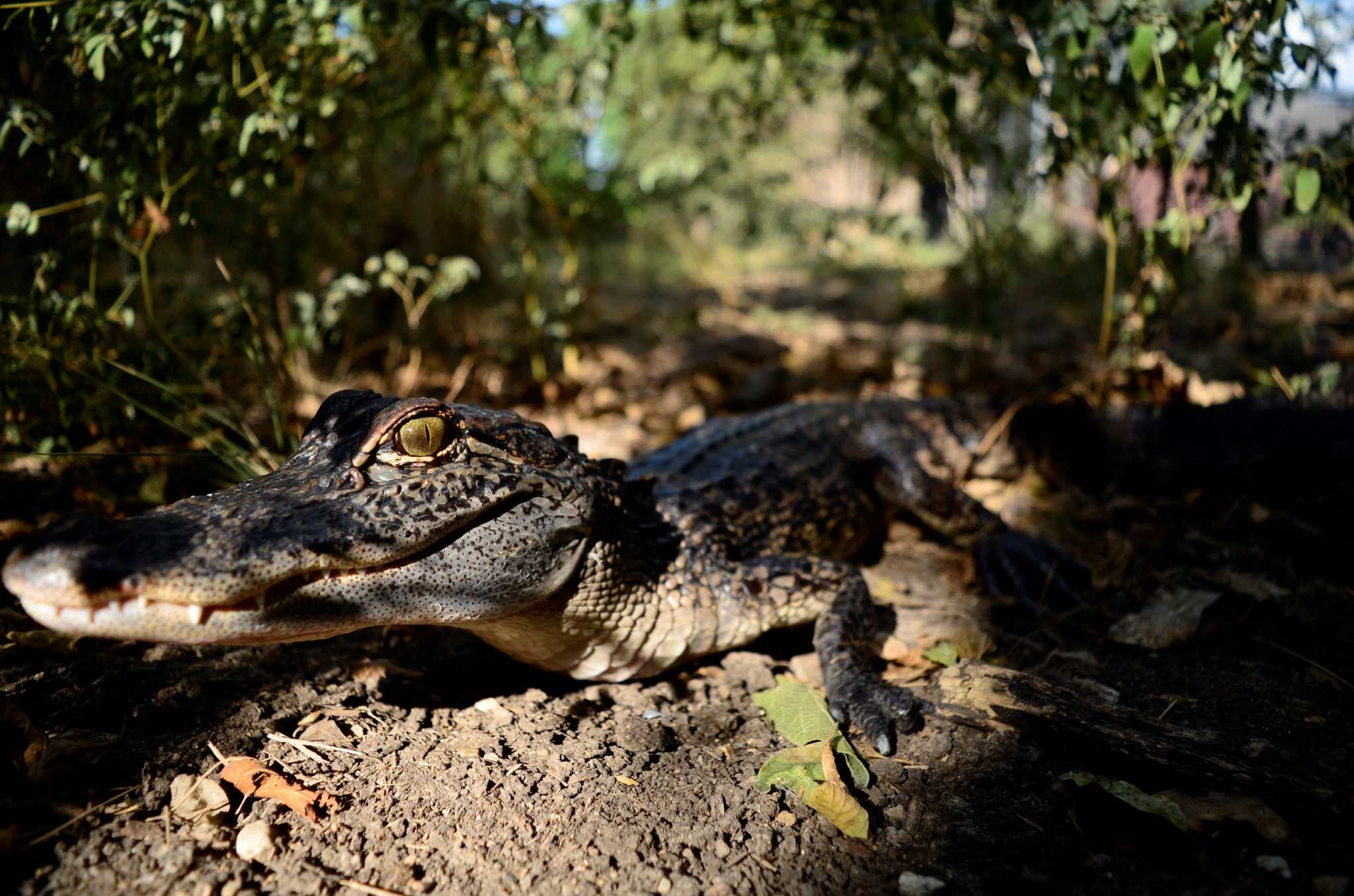 Gator found swimming in river near Spring Branch finds new home at ...